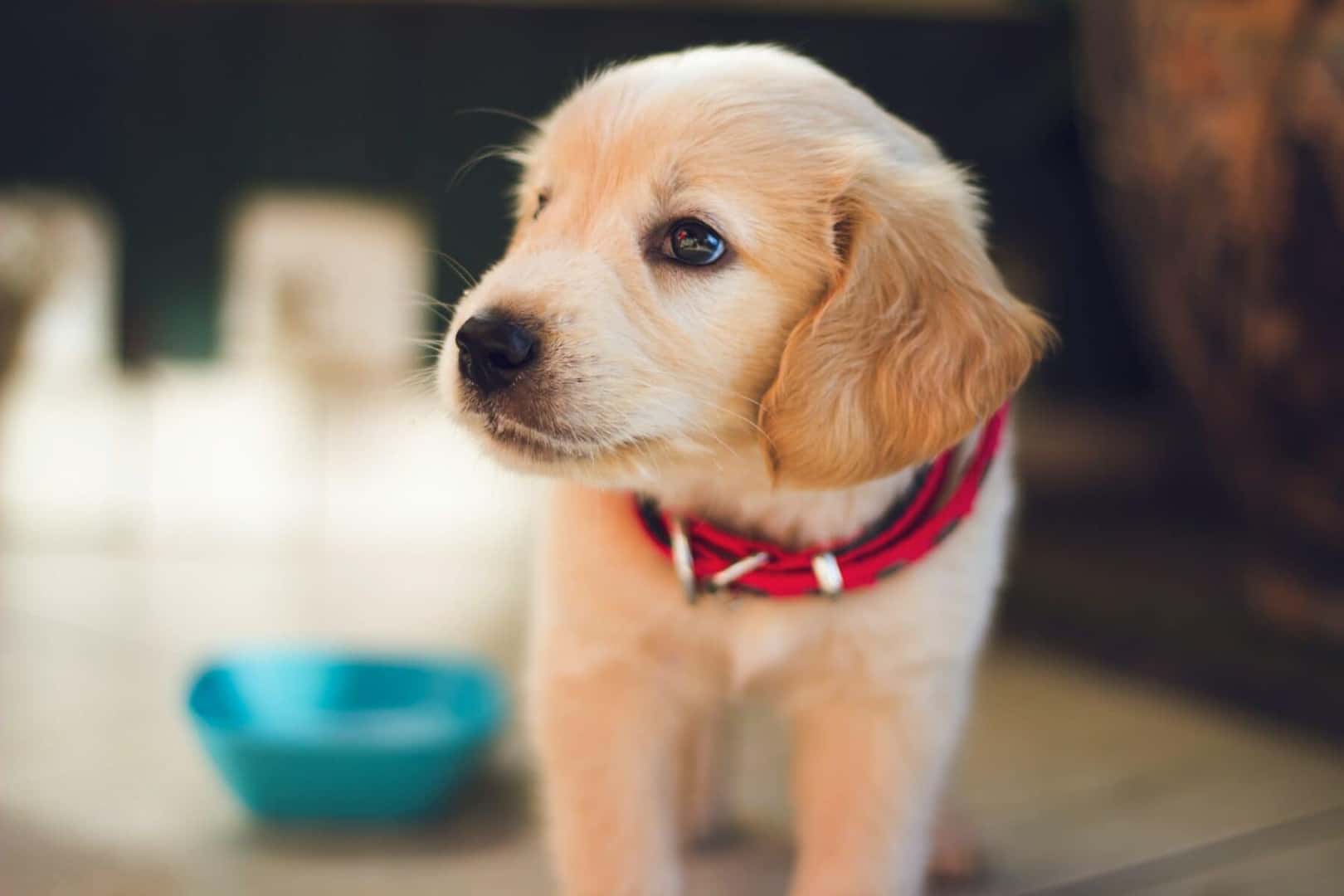 Animal Shelters in Lexington, KY